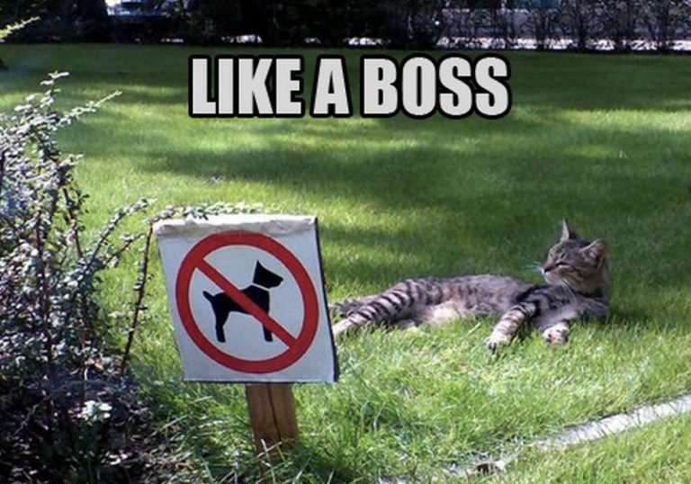 These 55 Funny Cat Memes Will Make You Laugh Right 'MEOW'