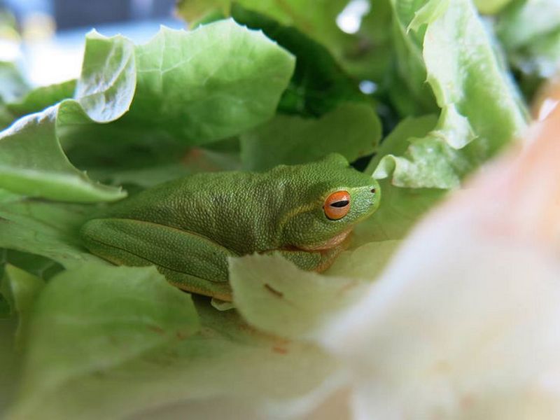 Woman Finds a Living Tree Frog in Her Organic Lettuce