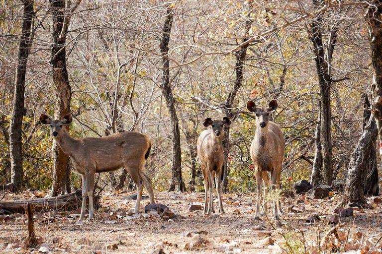 27 Amazing Animal Facts That Prove the Animal Kingdom Is Incredible