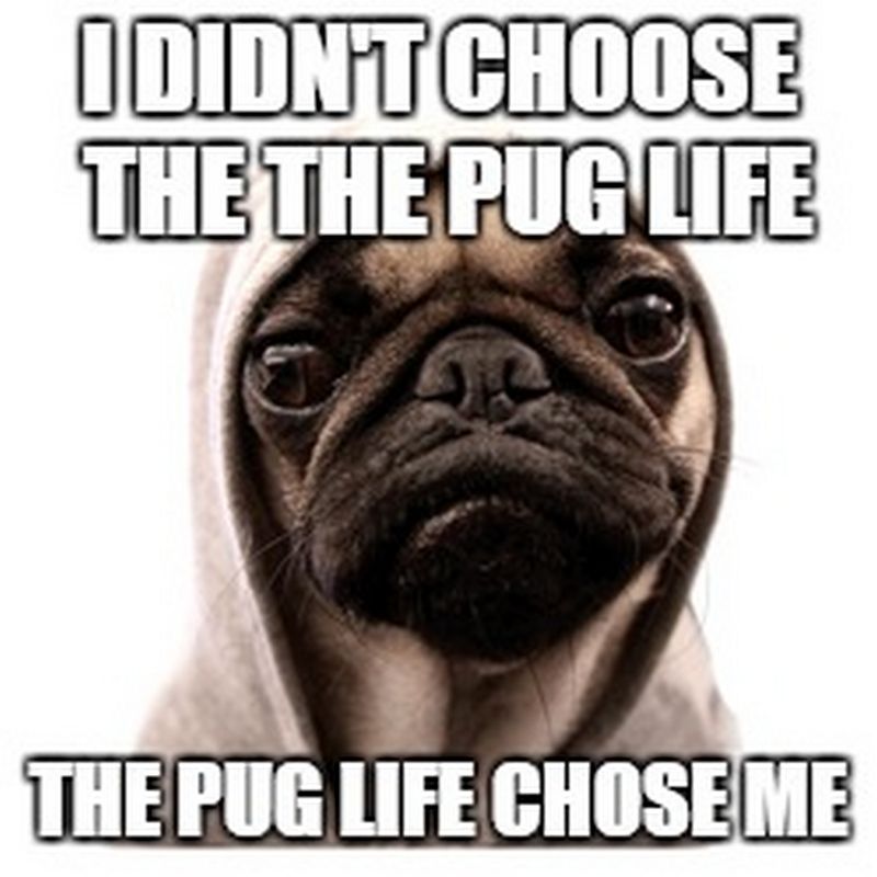 101 Lovable Pug Memes That Are Too Puggin' Cute