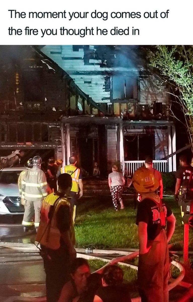 33 Cute Dog Posts That Will Have You Grinning All Day