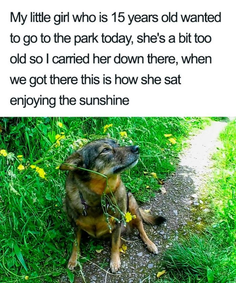 33 Cute Dog Posts That Will Have You Grinning All Day