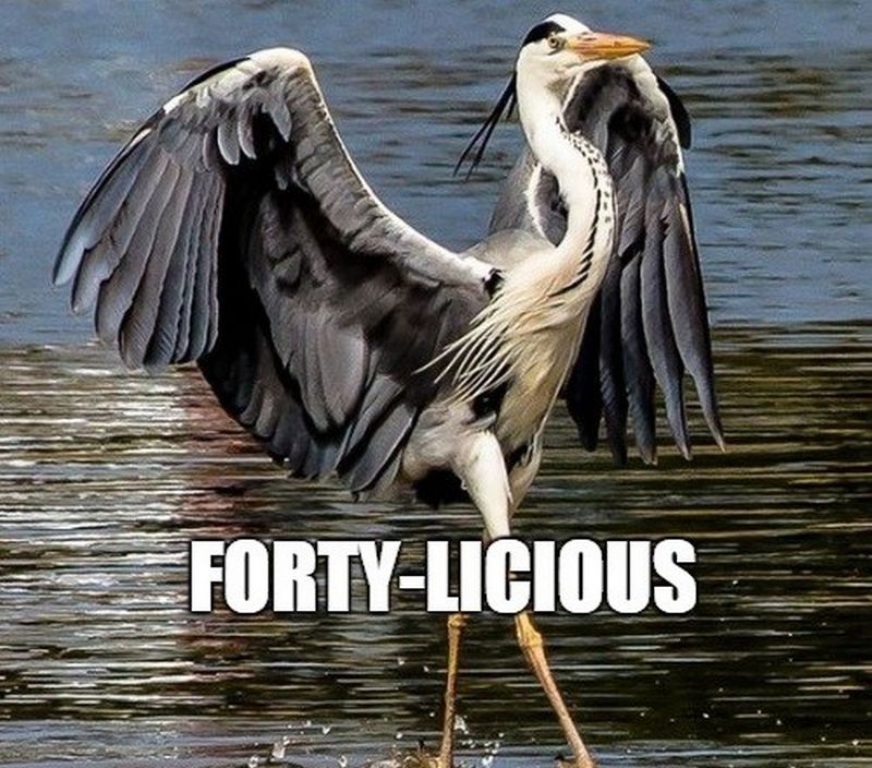 101 Happy 40th Birthday Memes