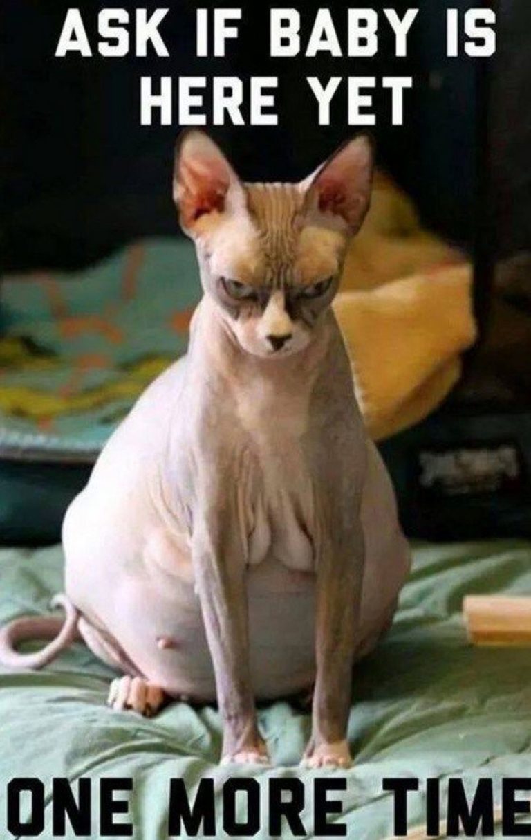 71 Funny Pregnancy Memes with Laughs