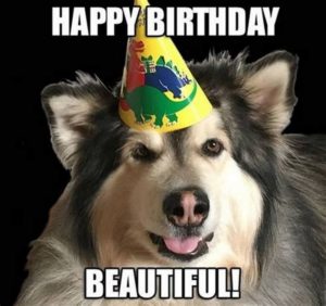 101 Funny Happy Birthday Dog Memes for Paw Lovers Everywhere