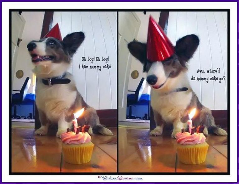 101 Funny Happy Birthday Dog Memes for Paw Lovers Everywhere