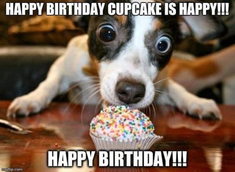101 Funny Happy Birthday Dog Memes for Paw Lovers Everywhere