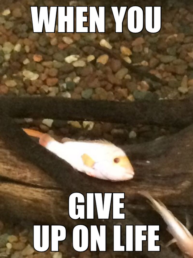 81 Funny Life Memes to Motivate and Inspire You