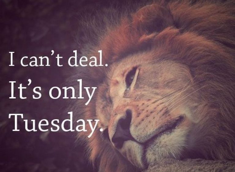 101 Funny Tuesday Memes When You're Happy You Made It