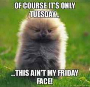 101 Funny Tuesday Memes When You're Happy You Made It