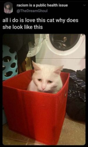 29 Funny Crying Cat Memes Will Make You All Warm and Fuzzy