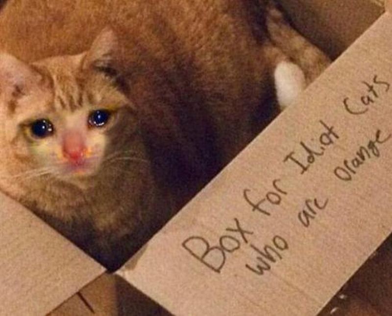 29 Funny Crying Cat Memes Will Make You All Warm and Fuzzy