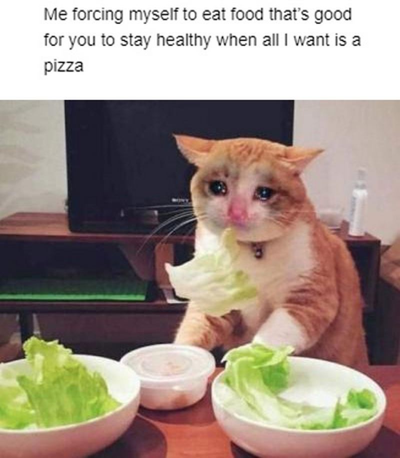 29 Funny Crying Cat Memes Will Make You All Warm and Fuzzy