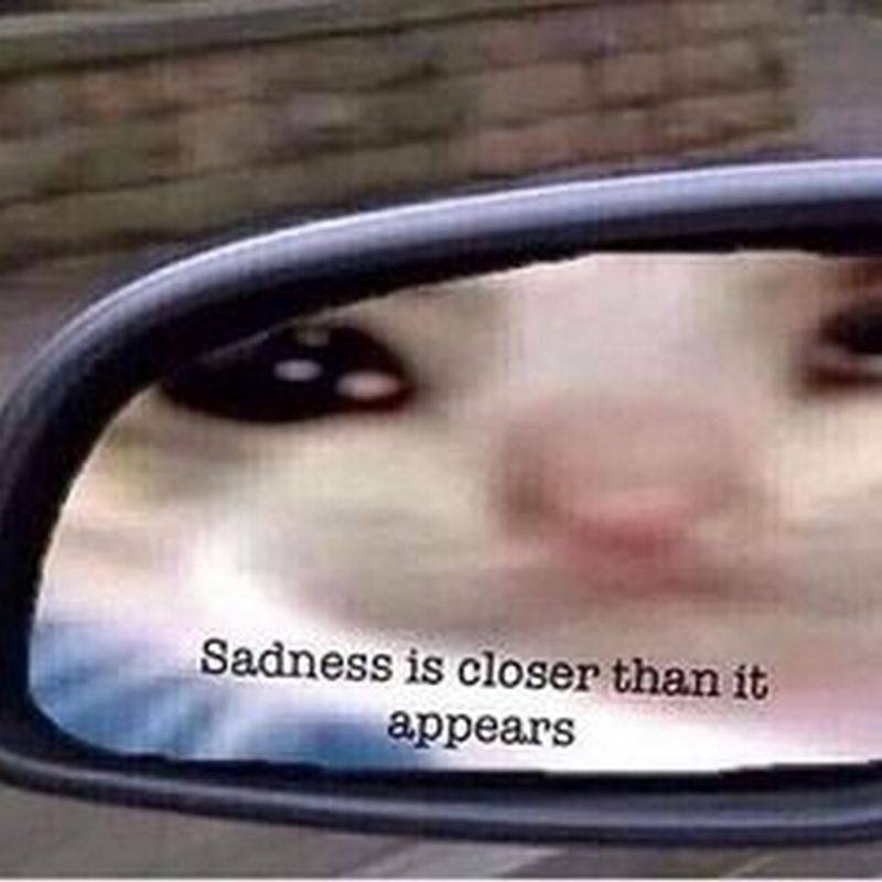 29 Funny Crying Cat Memes Will Make You All Warm and Fuzzy