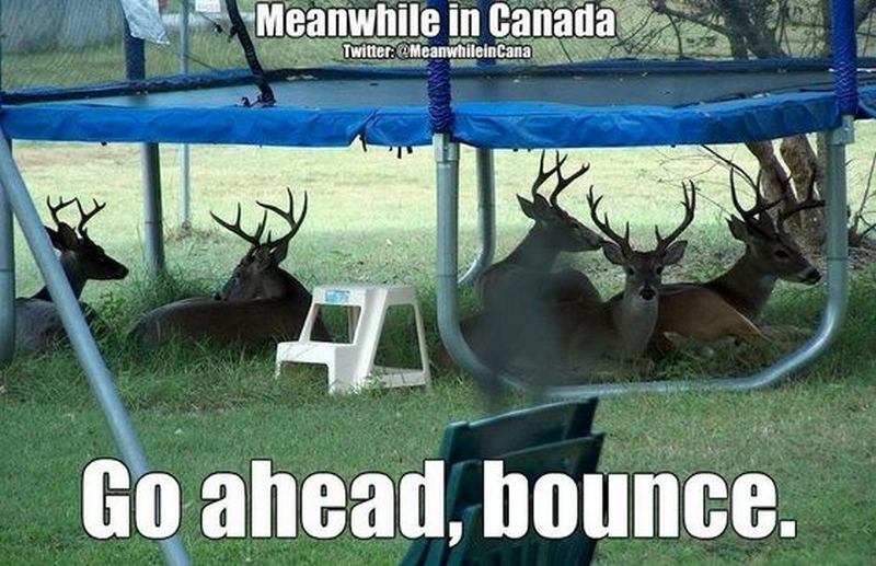 47 Funny Canadian Memes Will Only Make Sense if You Live in Canada
