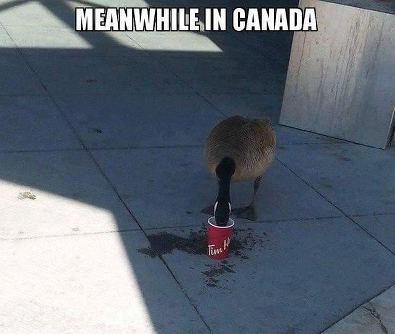 47 Funny Canadian Memes Will Only Make Sense if You Live in Canada
