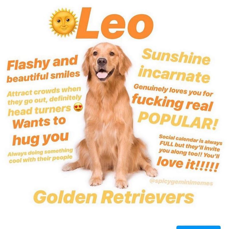47 Funny Leo Memes | Zodiac Season From July 23 to August 23
