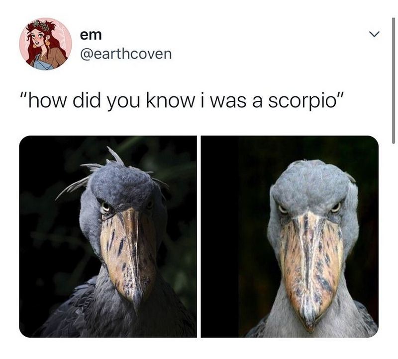 61 Funny Scorpio Memes | Zodiac Season From Oct. 23 to Nov. 22