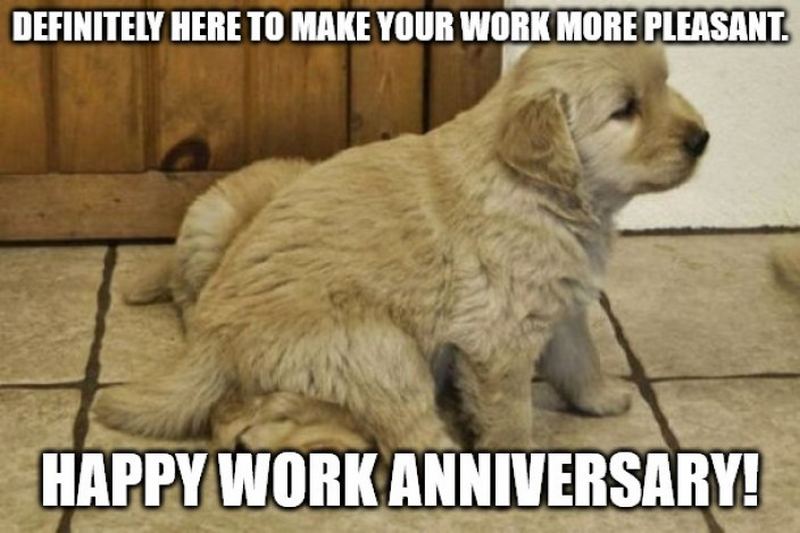 59 Funny Work Anniversary Memes to Make You Laugh at the Office