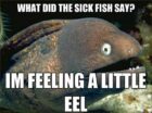 37 Funny Fish Memes From the Sea