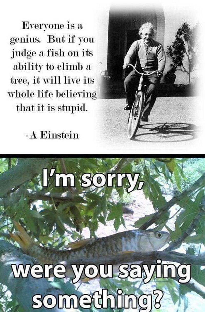 37 Funny Fish Memes From the Sea