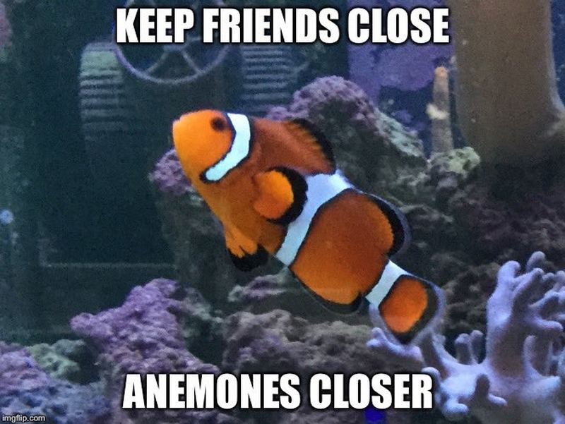 37 Funny Fish Memes From the Sea