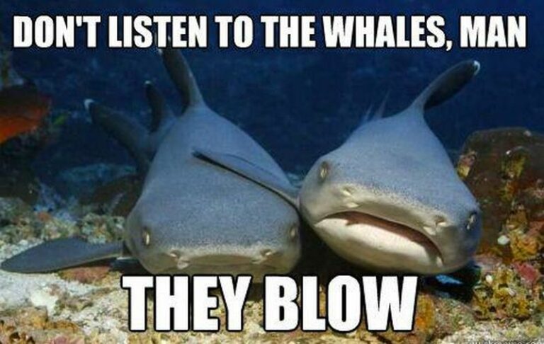 37 Funny Fish Memes From the Sea