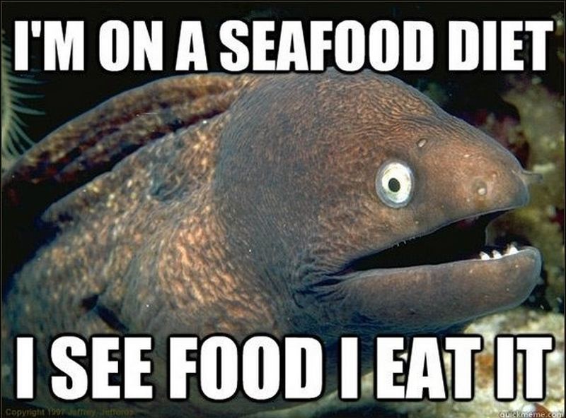 37 Funny Fish Memes From the Sea