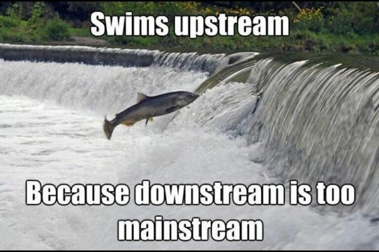 37 Funny Fish Memes From the Sea