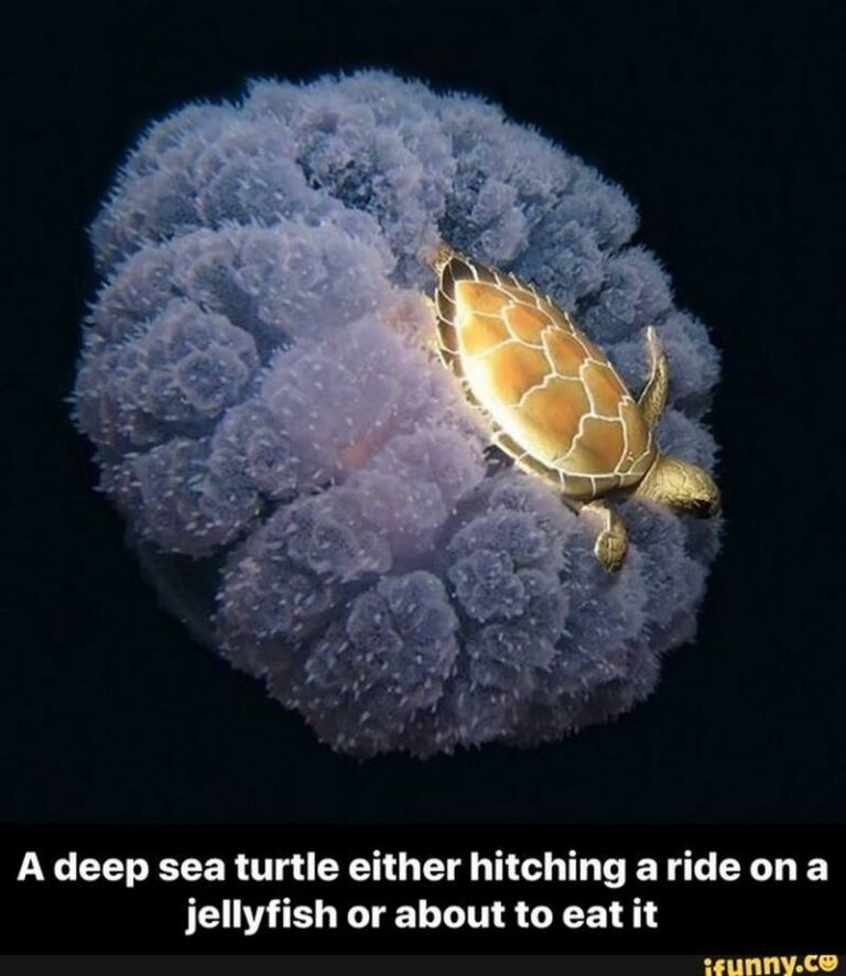 63 Funny Turtle Memes That Are Hilarious