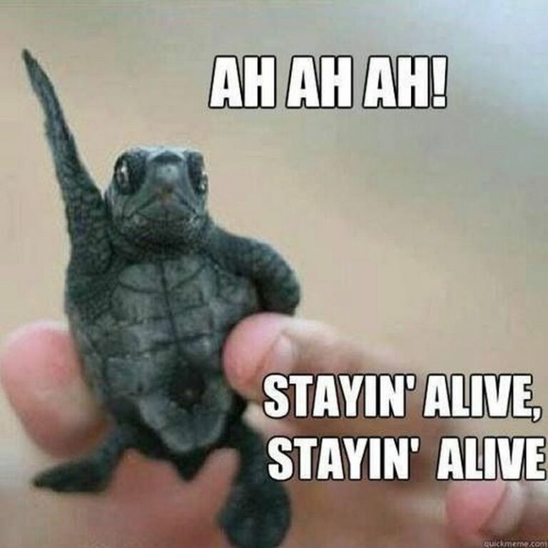 63 Funny Turtle Memes That Are Hilarious