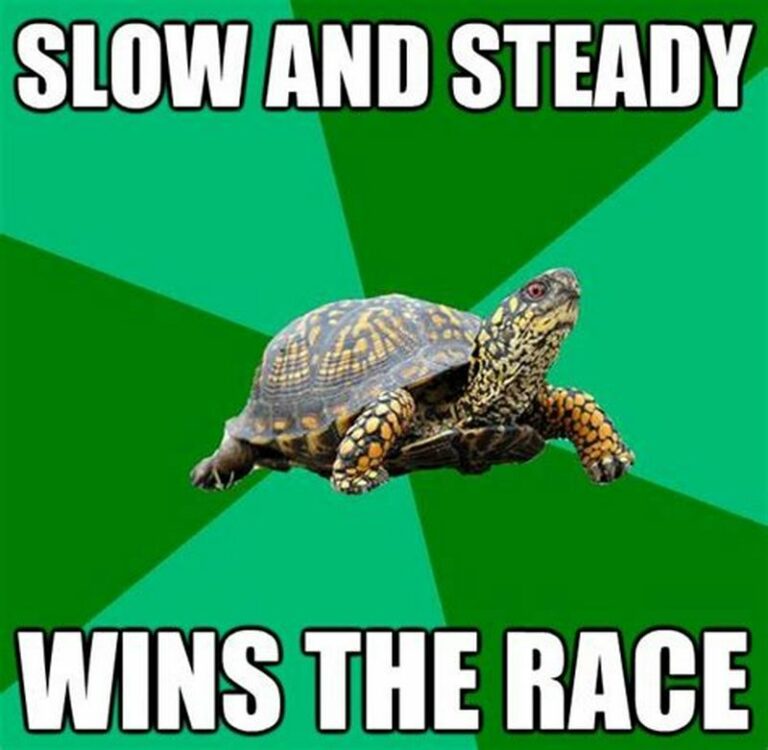 63 Funny Turtle Memes That Are Hilarious