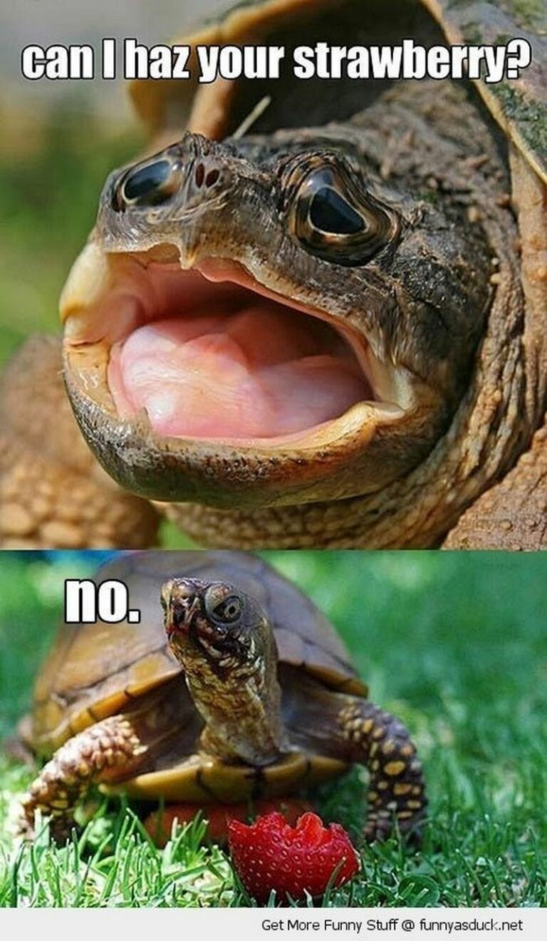 63 Funny Turtle Memes That Are Hilarious