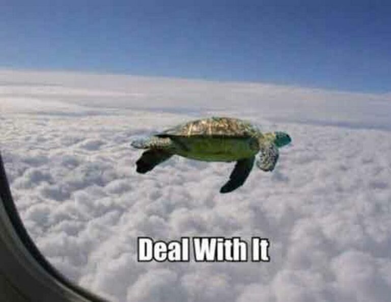 63 Funny Turtle Memes That Are Hilarious