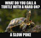 63 Funny Turtle Memes That Are Hilarious