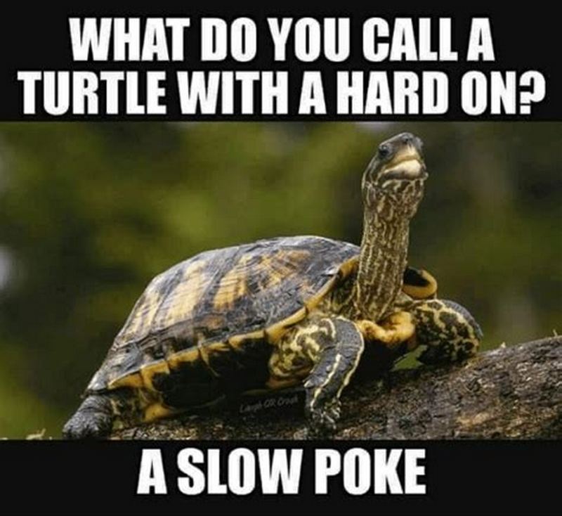 63 Funny Turtle Memes That Are Hilarious