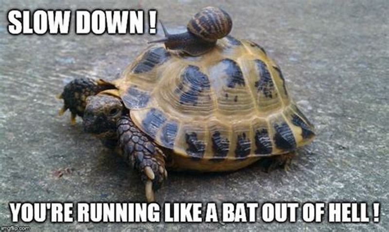 63 Funny Turtle Memes That Are Hilarious
