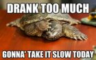 63 Funny Turtle Memes That Are Hilarious