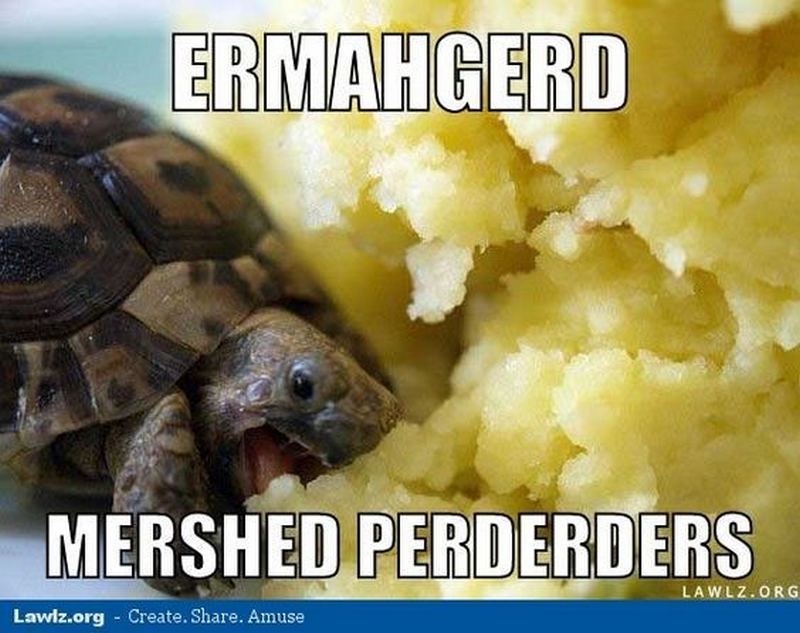 63 Funny Turtle Memes That Are Hilarious