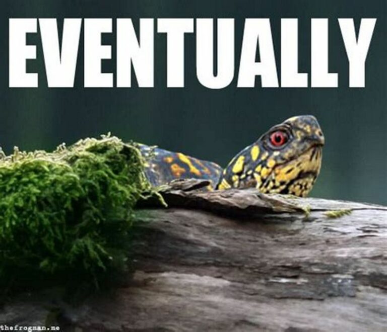 63 Funny Turtle Memes That Are Hilarious