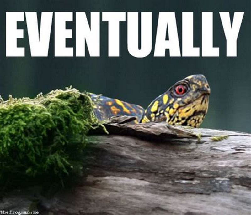 63 Funny Turtle Memes That Are Hilarious