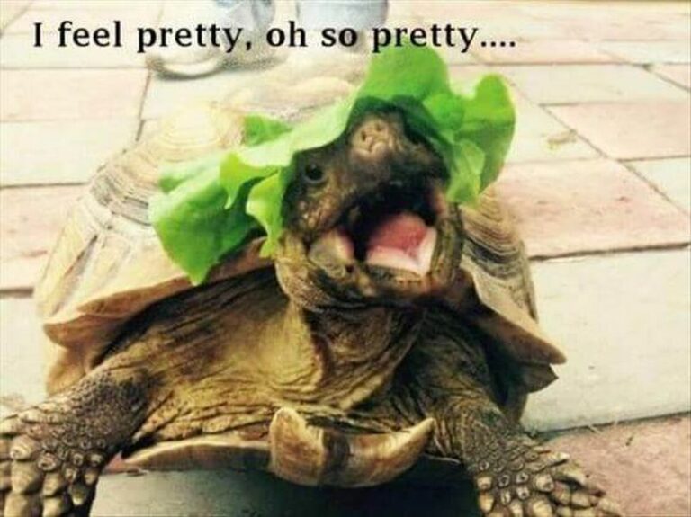 63 Funny Turtle Memes That Are Hilarious