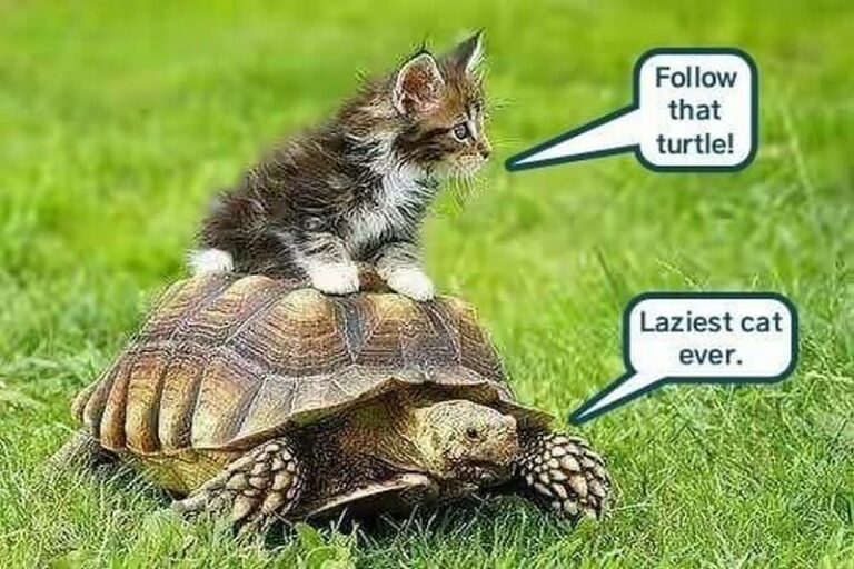 63 Funny Turtle Memes That Are Hilarious