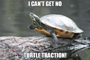 63 Funny Turtle Memes That Are Hilarious