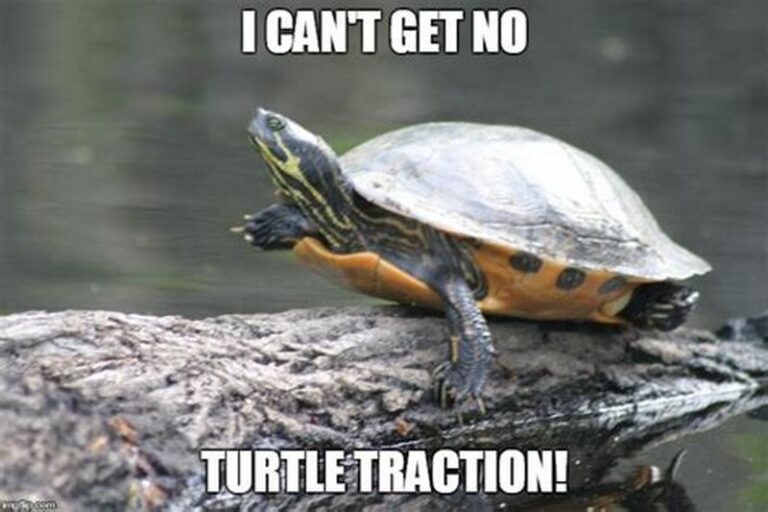 63 Funny Turtle Memes That Are Hilarious