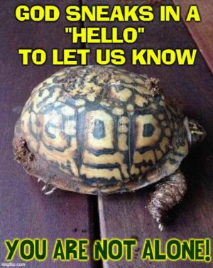 63 Funny Turtle Memes That Are Hilarious
