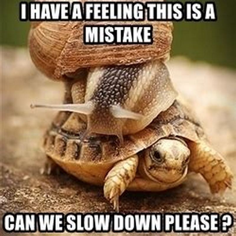 63 Funny Turtle Memes That Are Hilarious
