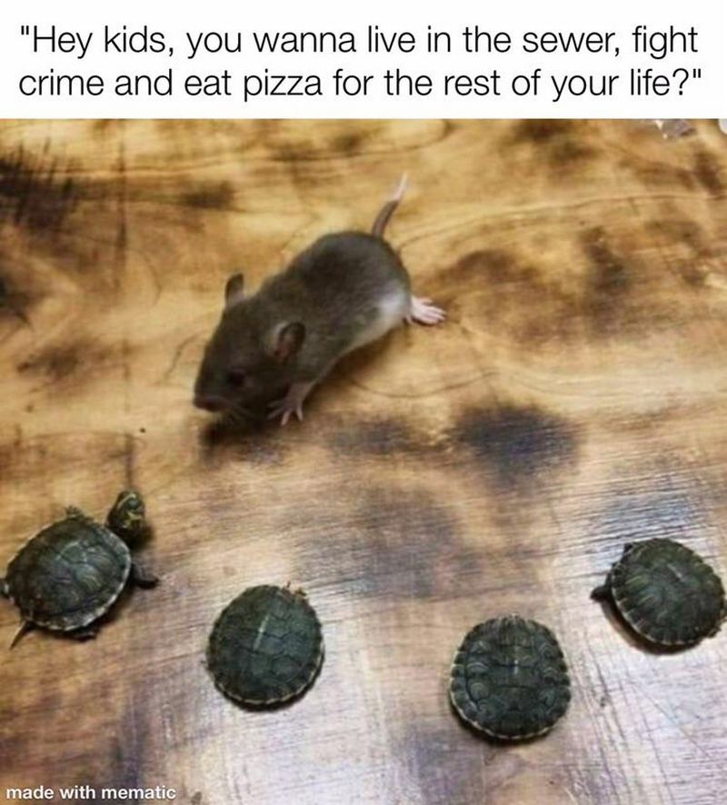 63 Funny Turtle Memes That Are Hilarious