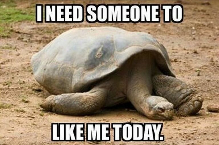 63 Funny Turtle Memes That Are Hilarious