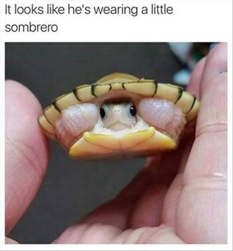 63 Funny Turtle Memes That Are Hilarious